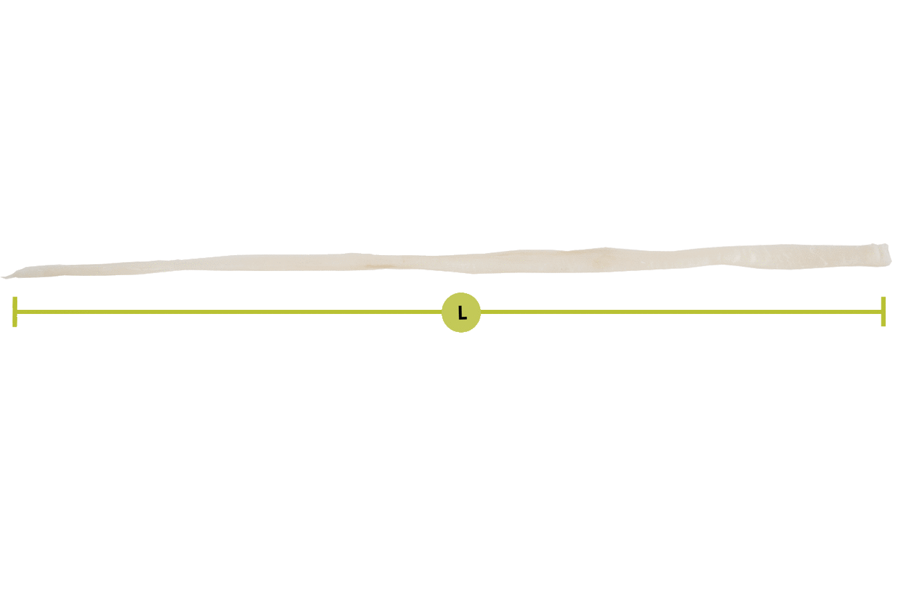 FlexiGraft® Gracilis Tendon | LifeNet Health